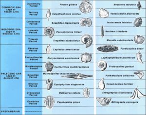 What Are Index Fossils, Their Characteristics and Uses? | Earth Know